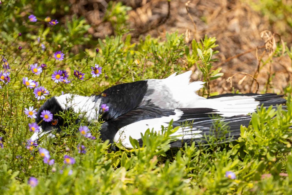 Australian Magpie “anting”or what? « Birding-Aus